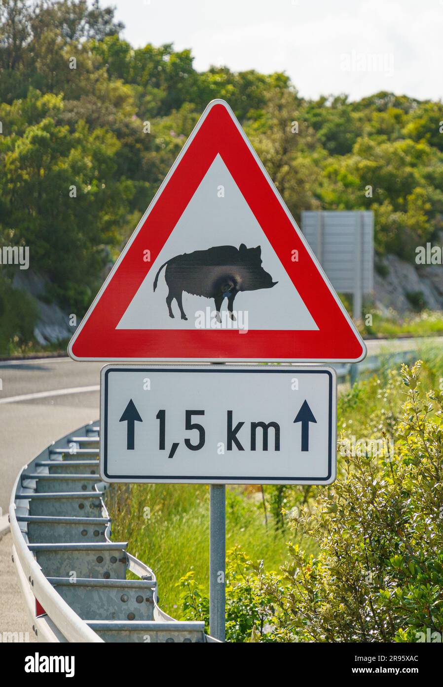 Traffic accident on the background of a sign - watch out for wild boars ...