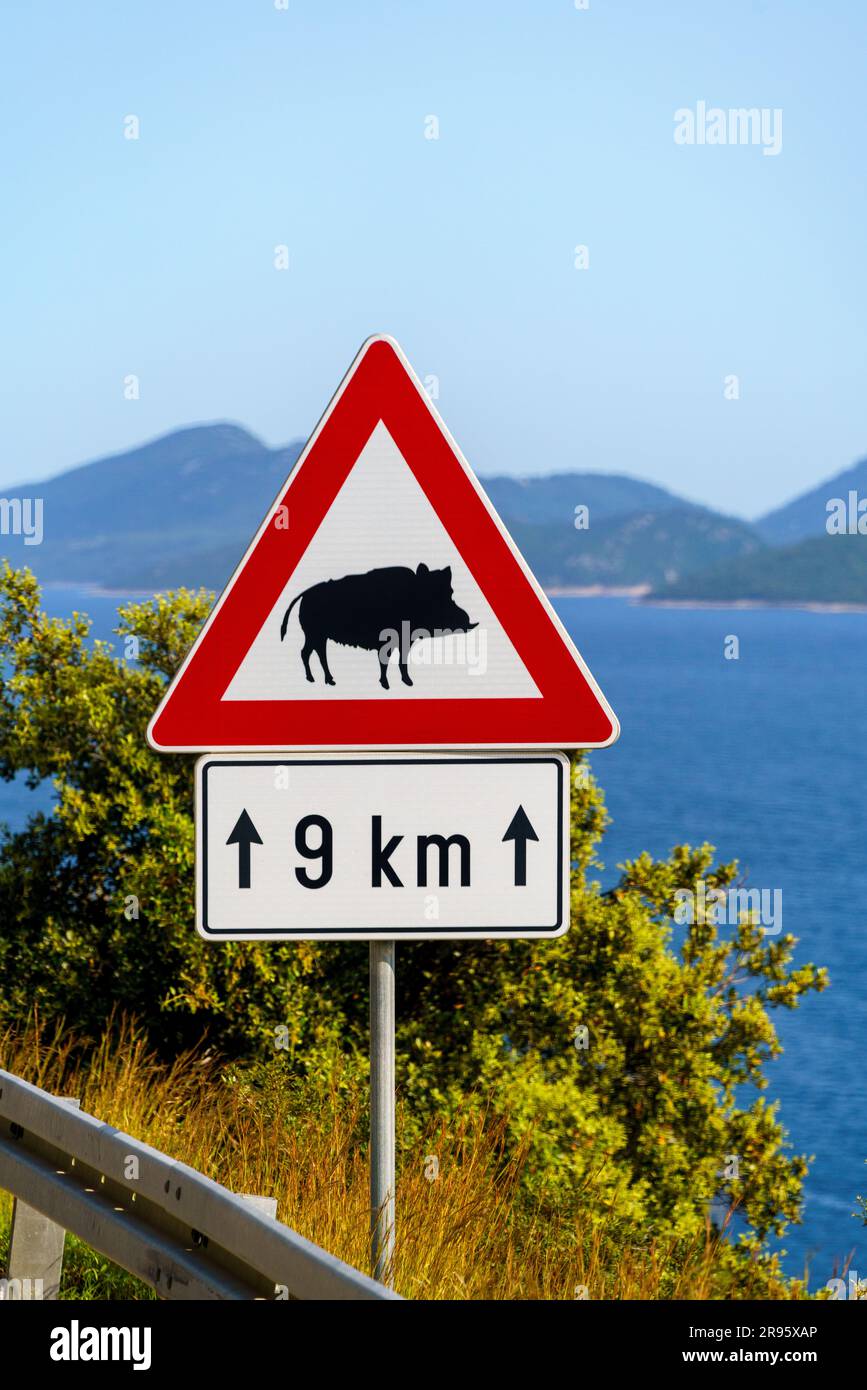 Traffic accident on the background of a sign - watch out for wild boars ...