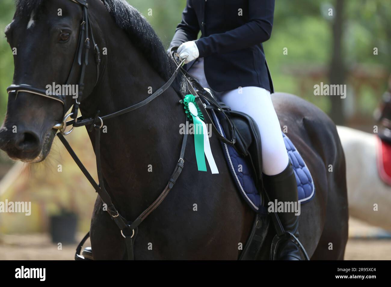 On a show jumper horse in the saddle sits a rider with a rosette of the ...