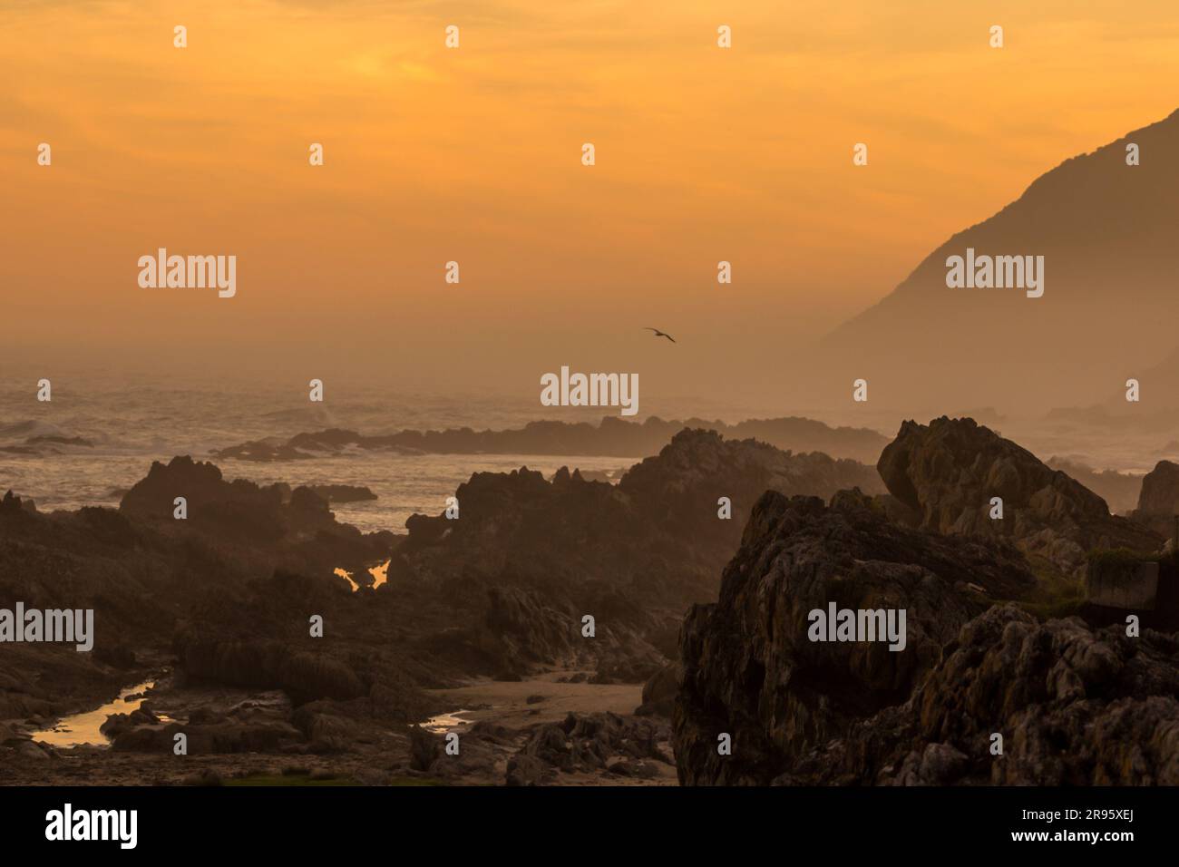 Golden sunset, with a seagull flying in the distance along the rocky ...