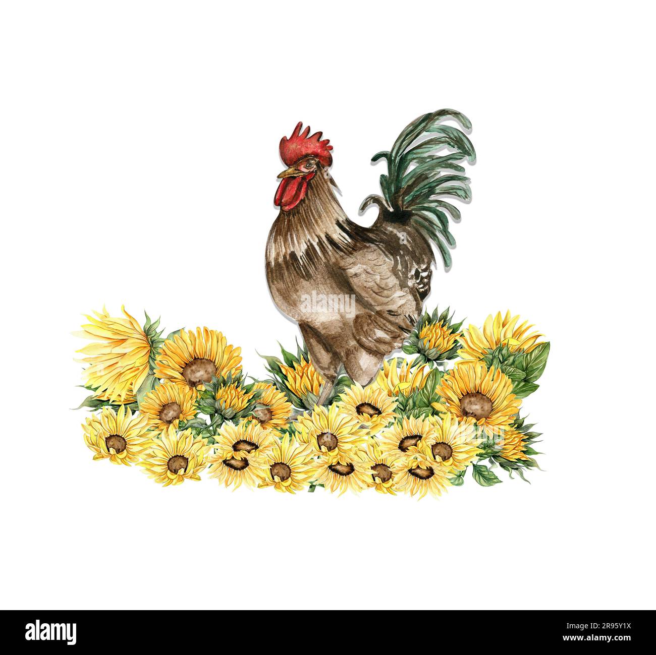 Watercolor sunflowers and rooster composition. Hand drawn illustration ...