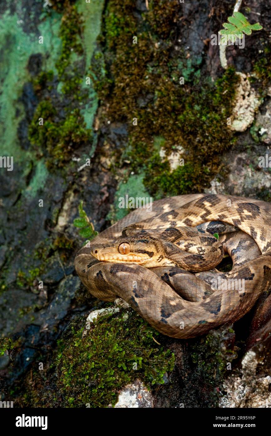 Boa constrictor (Boa constrictor), Darien rainforest, Panama, central ...