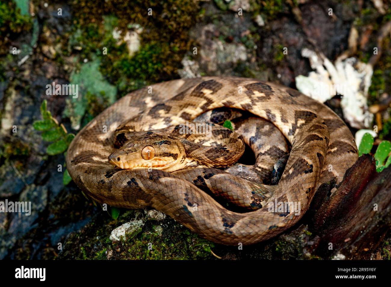 Boa constrictor (Boa constrictor), Darien rainforest, Panama, central ...