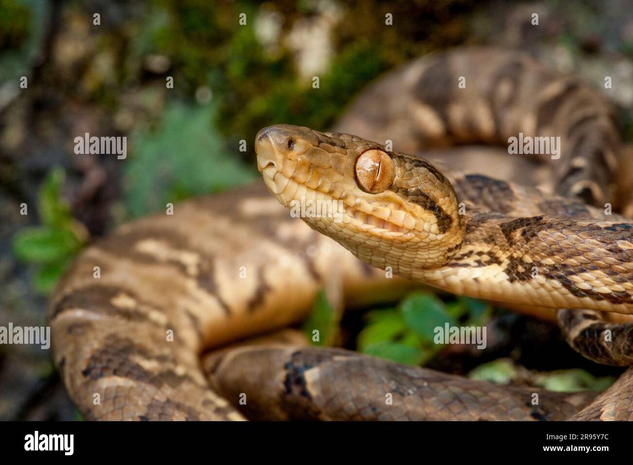 Boa constrictor (Boa constrictor), Darien rainforest, Panama, central ...