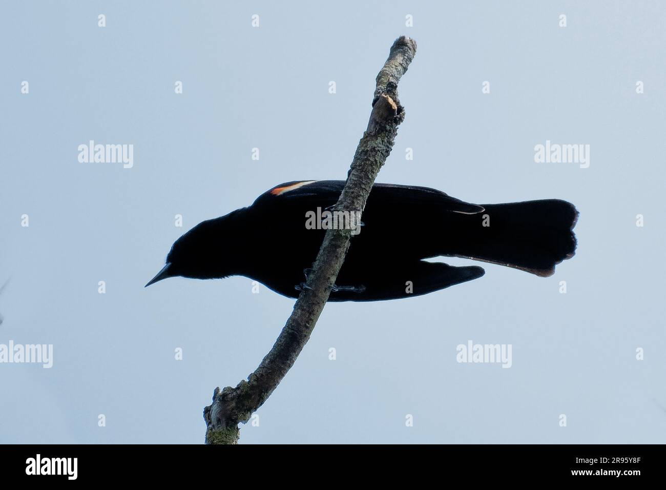 Silhouette of Red-Wing Blackbird from below Stock Photo - Alamy