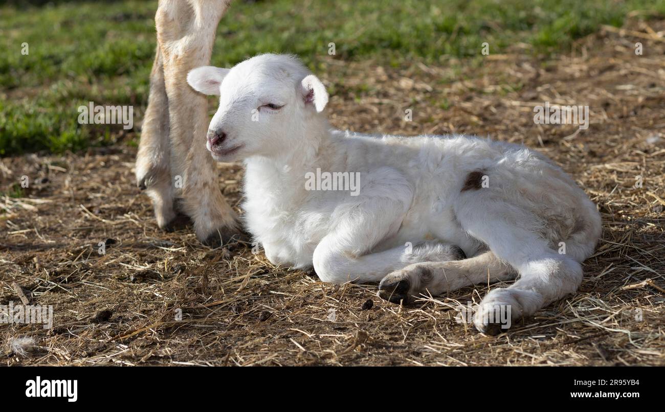Very young white lamb resting at its mother's feet Stock Photo - Alamy