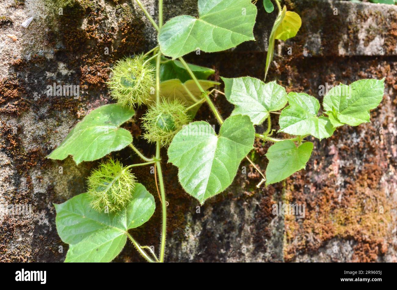Bush passion fruit also known as stinking passionflower or wild ...