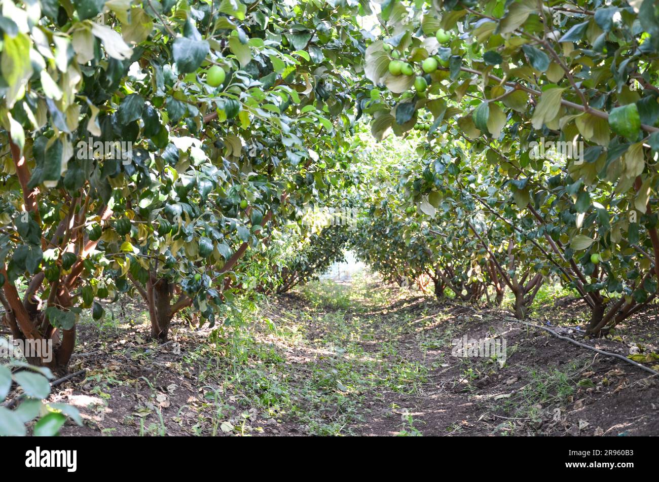 Apple ber (jujube) plant and fruits Stock Photo - Alamy