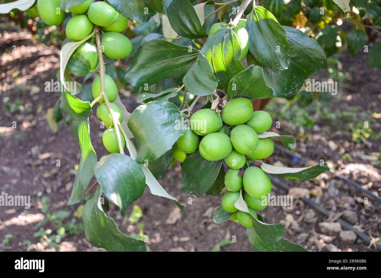 Bor fruit hi-res stock photography and images - Alamy