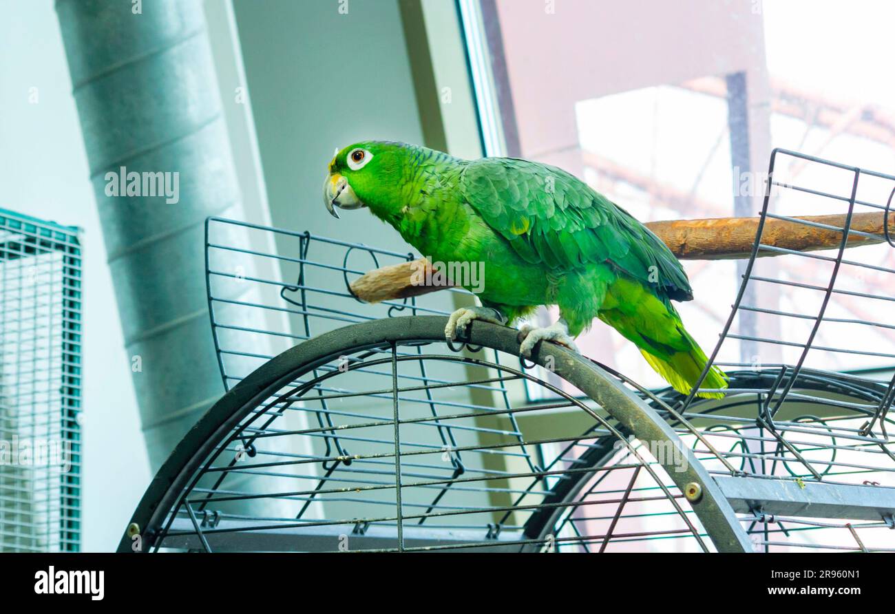 green parrot on a cage in a european zoo Stock Photo - Alamy