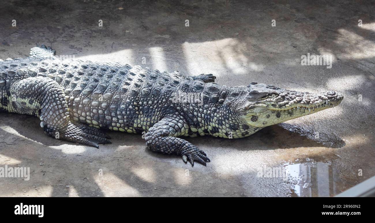 A large crocodile sunbathes on the sand at the European Zoo Stock Photo ...