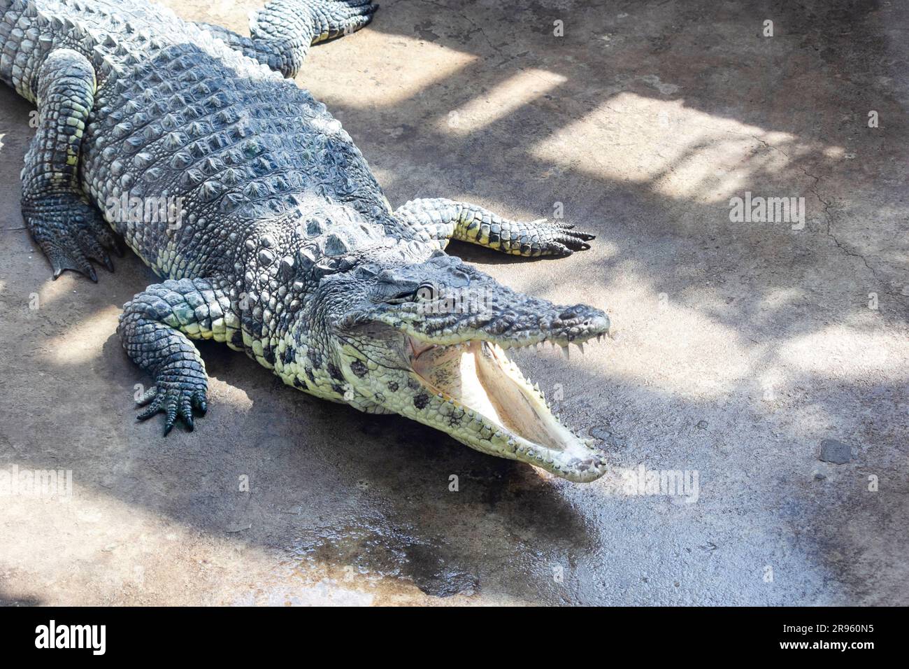 A large open-mouthed crocodile sunbathes on the sand at the European ...