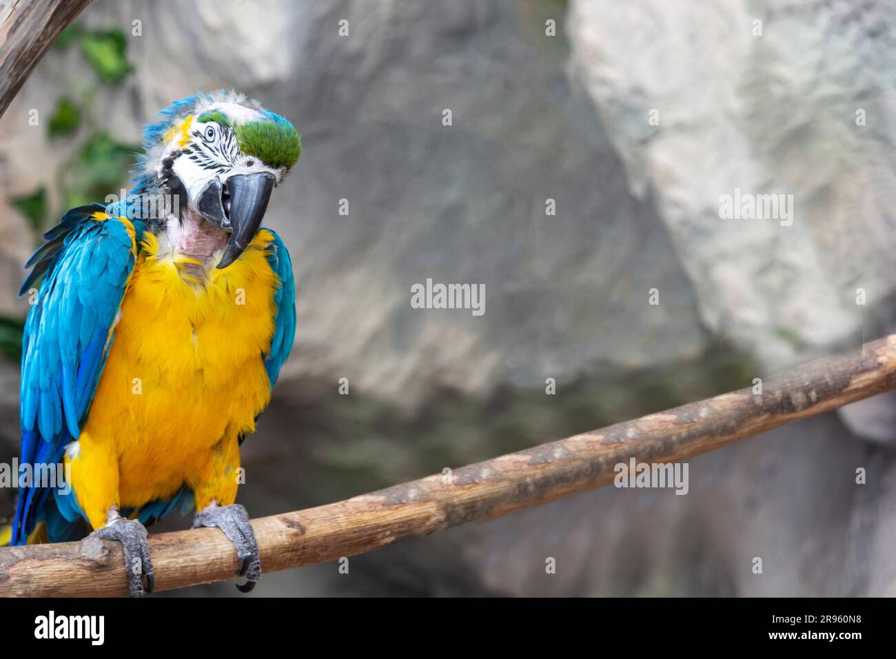 Blue yellow macaw sitting in hi-res stock photography and images - Alamy