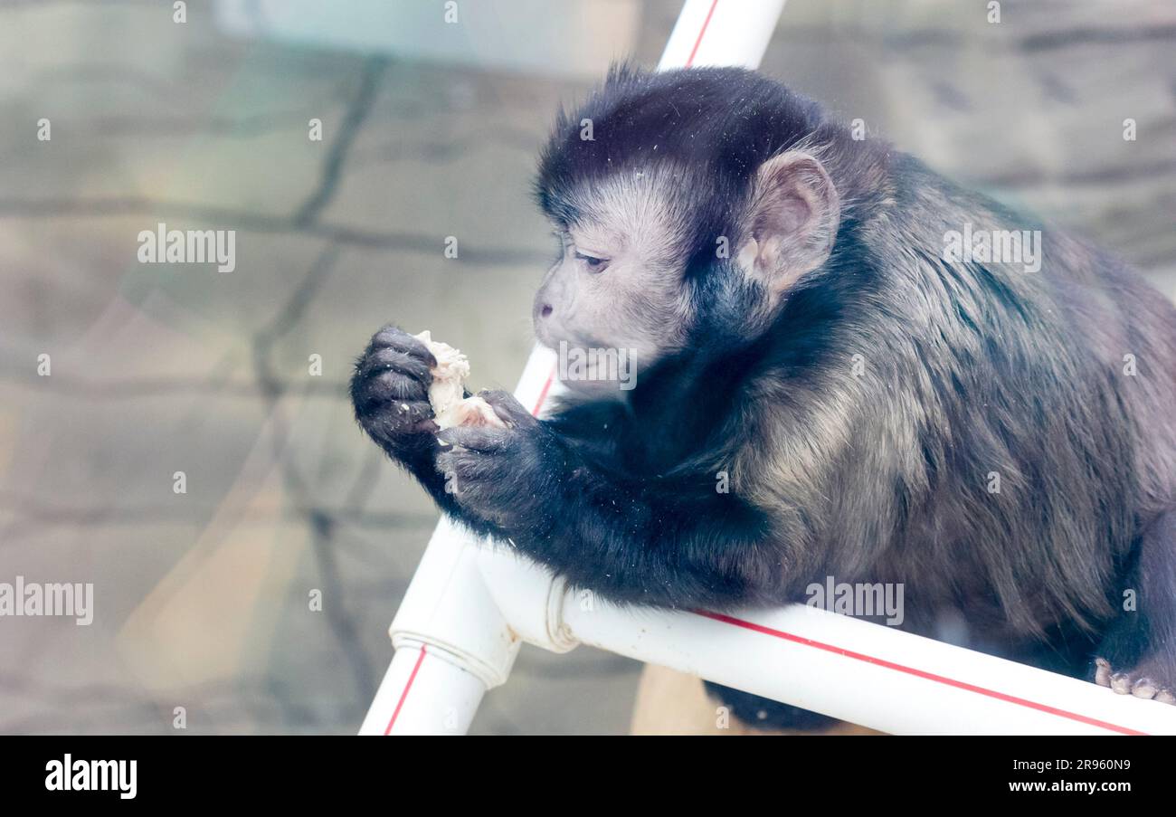 Brown capuchin eats. Brown dense fur with a dark wedge on the forehead ...