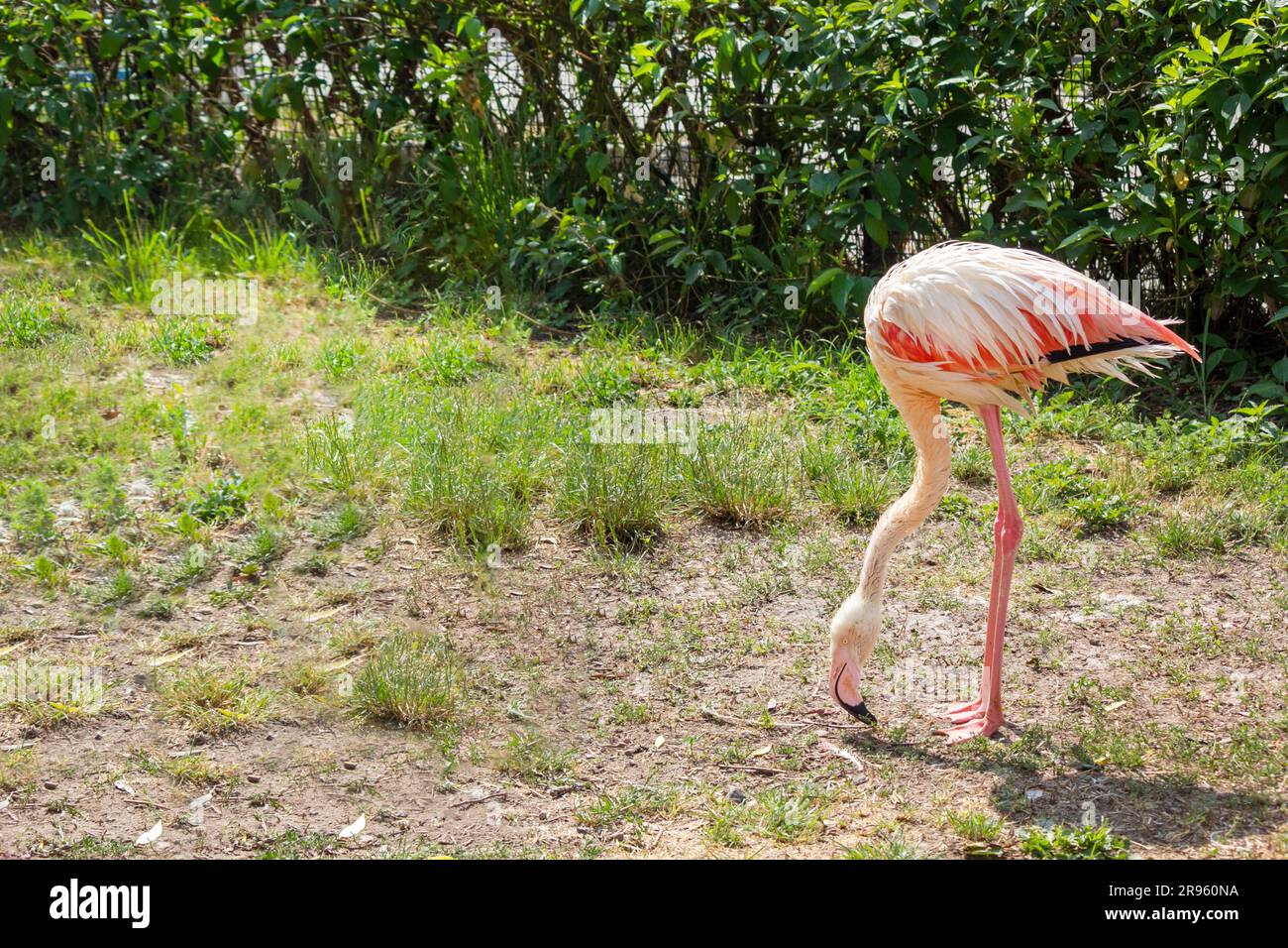 A stunning pink flamingo stands gracefully surrounded by lush greenery ...