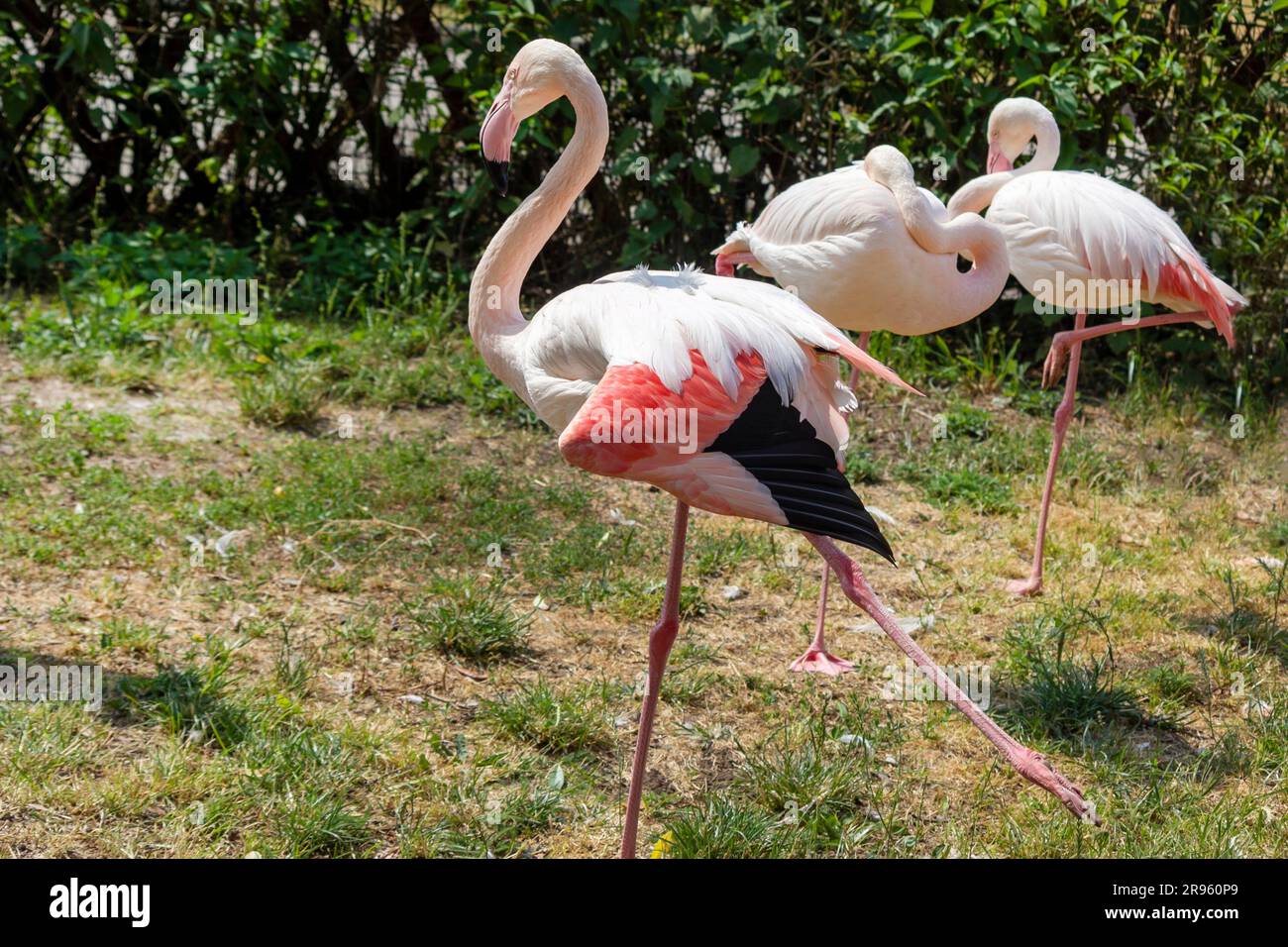 flamingos sleep with their heads on their backs Stock Photo - Alamy