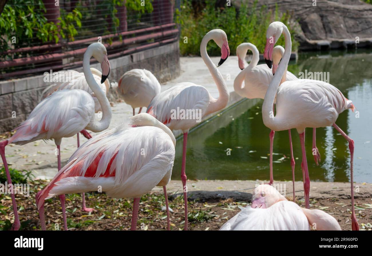 Beautiful family greater flamingos hi-res stock photography and images ...