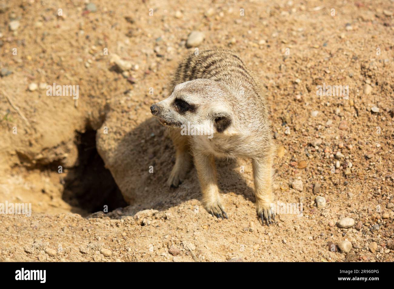 A young meerkat sits on the sand in the heat in a European zoo Stock ...