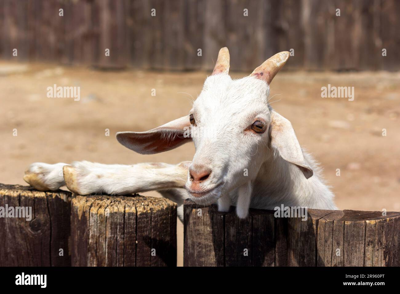 A funny interested white goat peeks out from behind a wooden fence. The ...