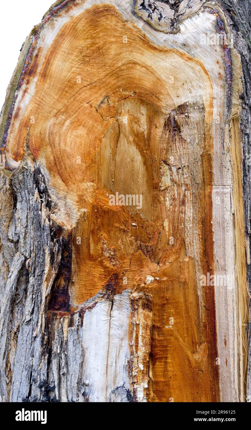 Wounds of tree hi-res stock photography and images - Alamy