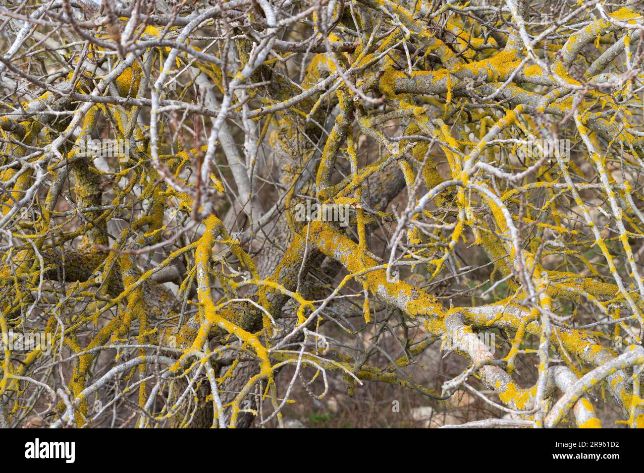 Moss sample hi-res stock photography and images - Alamy