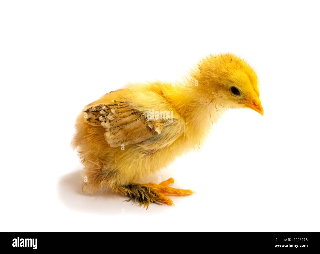Yellow brahma chick on hi-res stock photography and images - Alamy