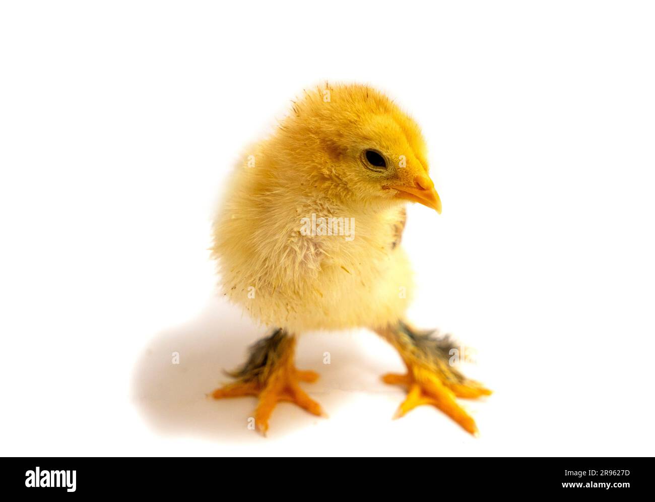 Buff brahma chicken hi-res stock photography and images - Alamy