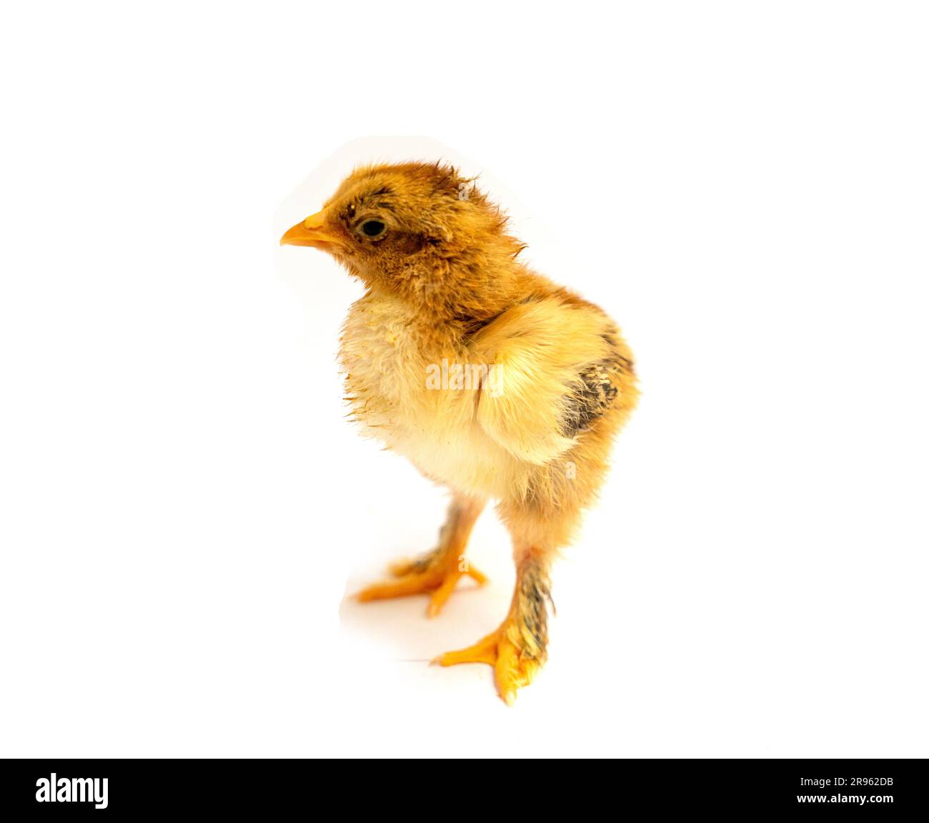 Yellow Brahma chick on white background, selective focus Stock Photo ...