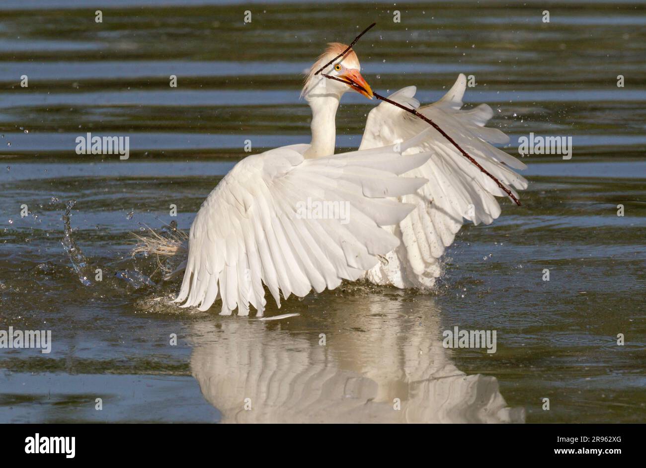 Bird picking up nesting material hi-res stock photography and images ...