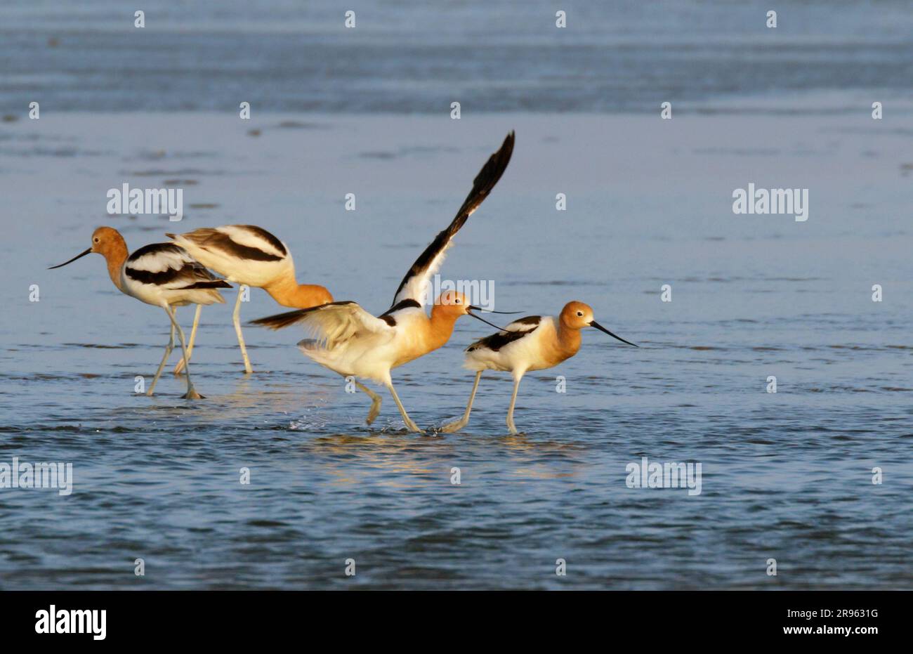 Avocetta americana hi-res stock photography and images - Alamy