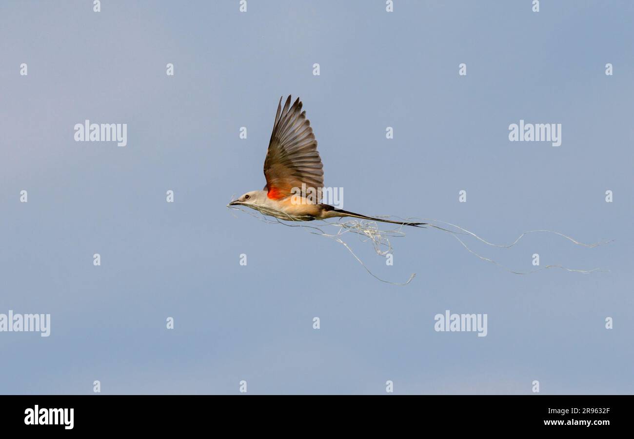Scissor-tailed flycatcher (Tyrannus forficatus) carrying nesting ...