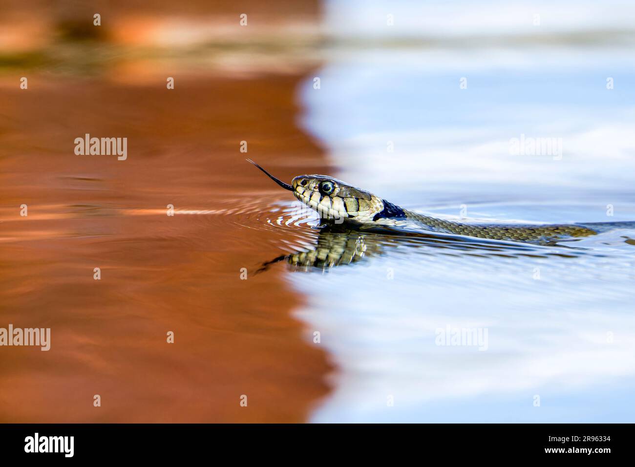 Sinewy body hi-res stock photography and images - Alamy