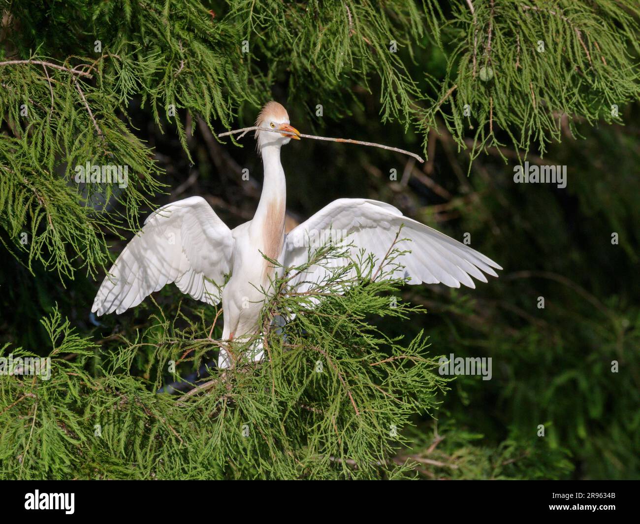 Cattle egret (Ardea [Bubulcus] ibis) with a stick for nest, Houston ...