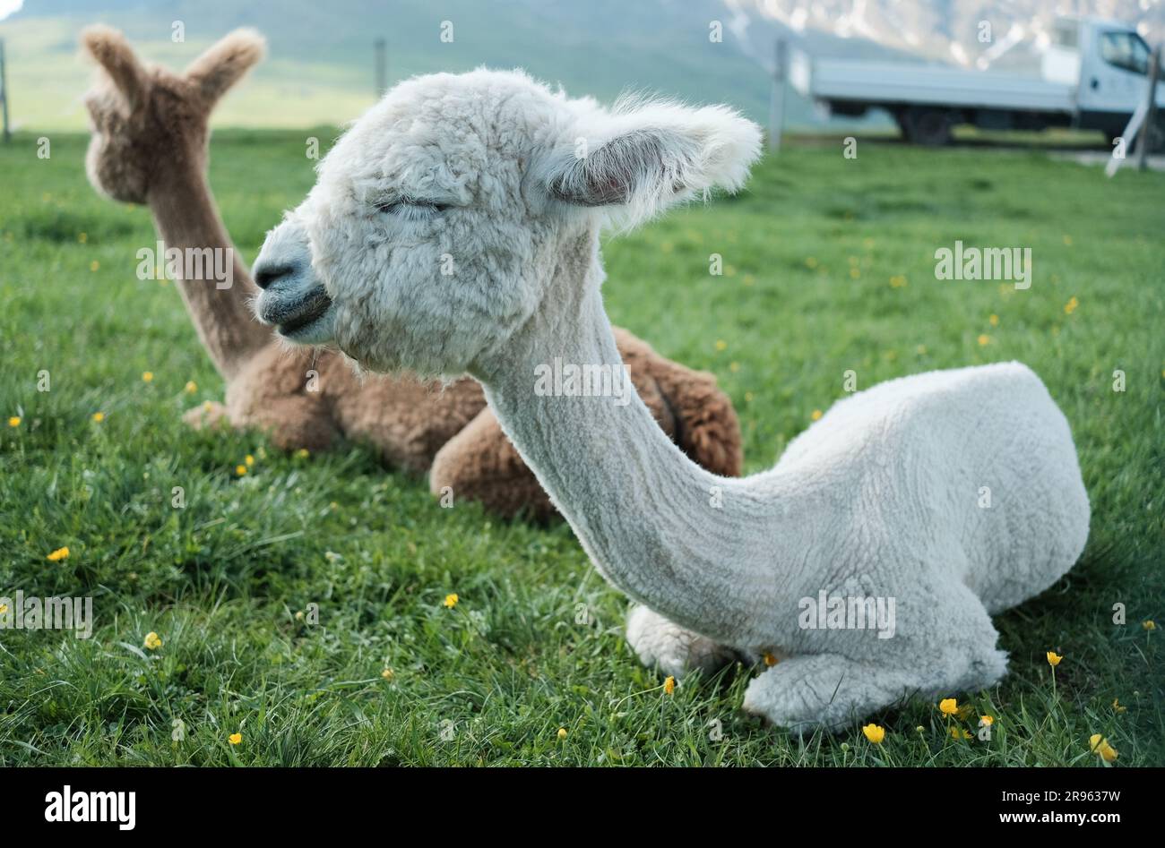 Recently shaved young white alpaca with its eyes closed sitting next to ...