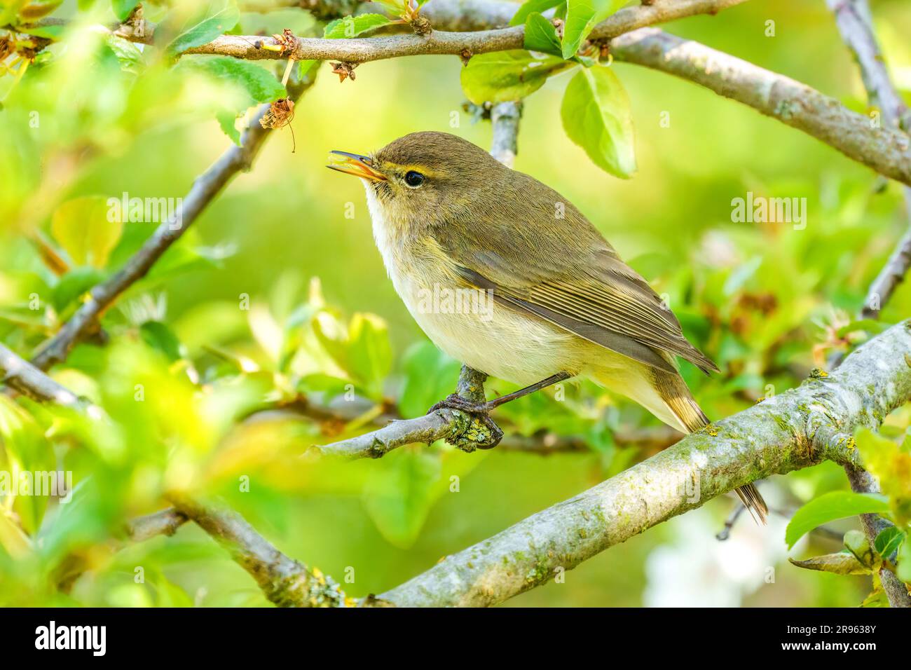 A small Common chiffchaff bird perched atop a thin twig in a lush green ...