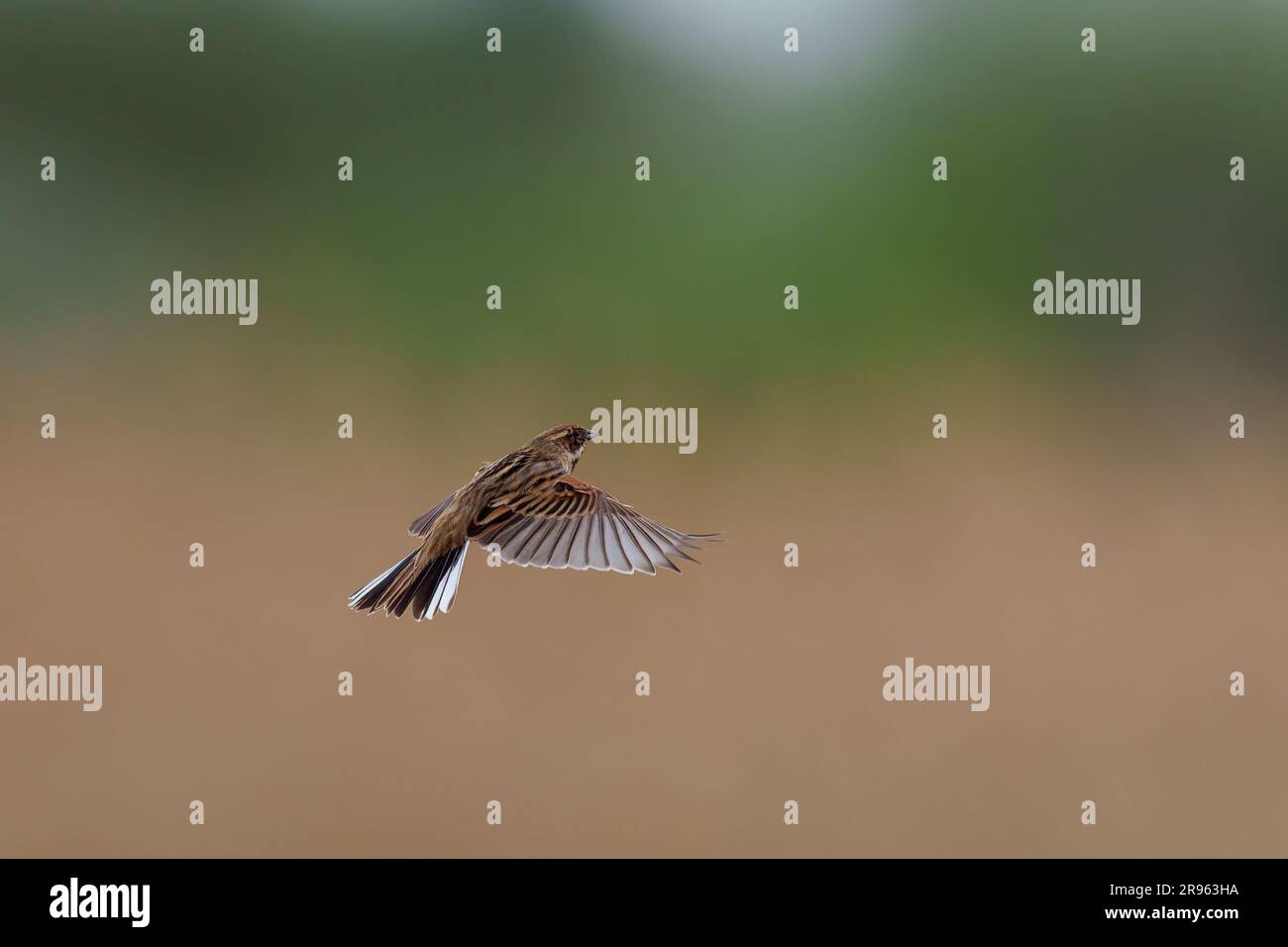 A Common Reed Bunting bird gracefully flies through a clear sky, its ...