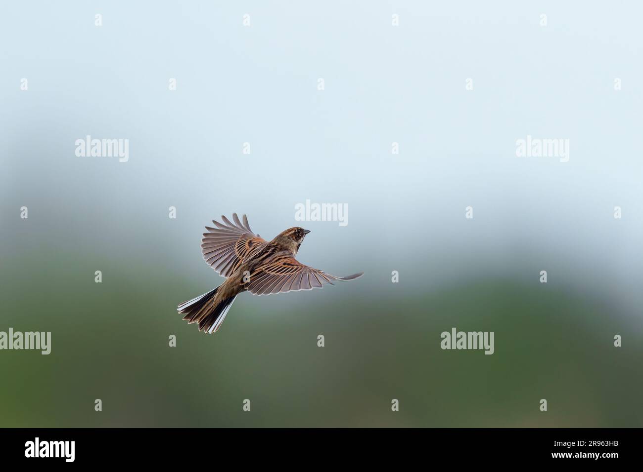 A Common Reed Bunting bird gracefully flies through a clear sky, its ...
