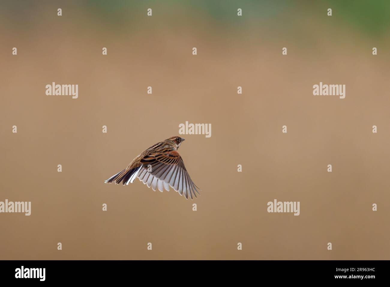 A Common Reed Bunting bird gracefully flies through a clear sky, its ...