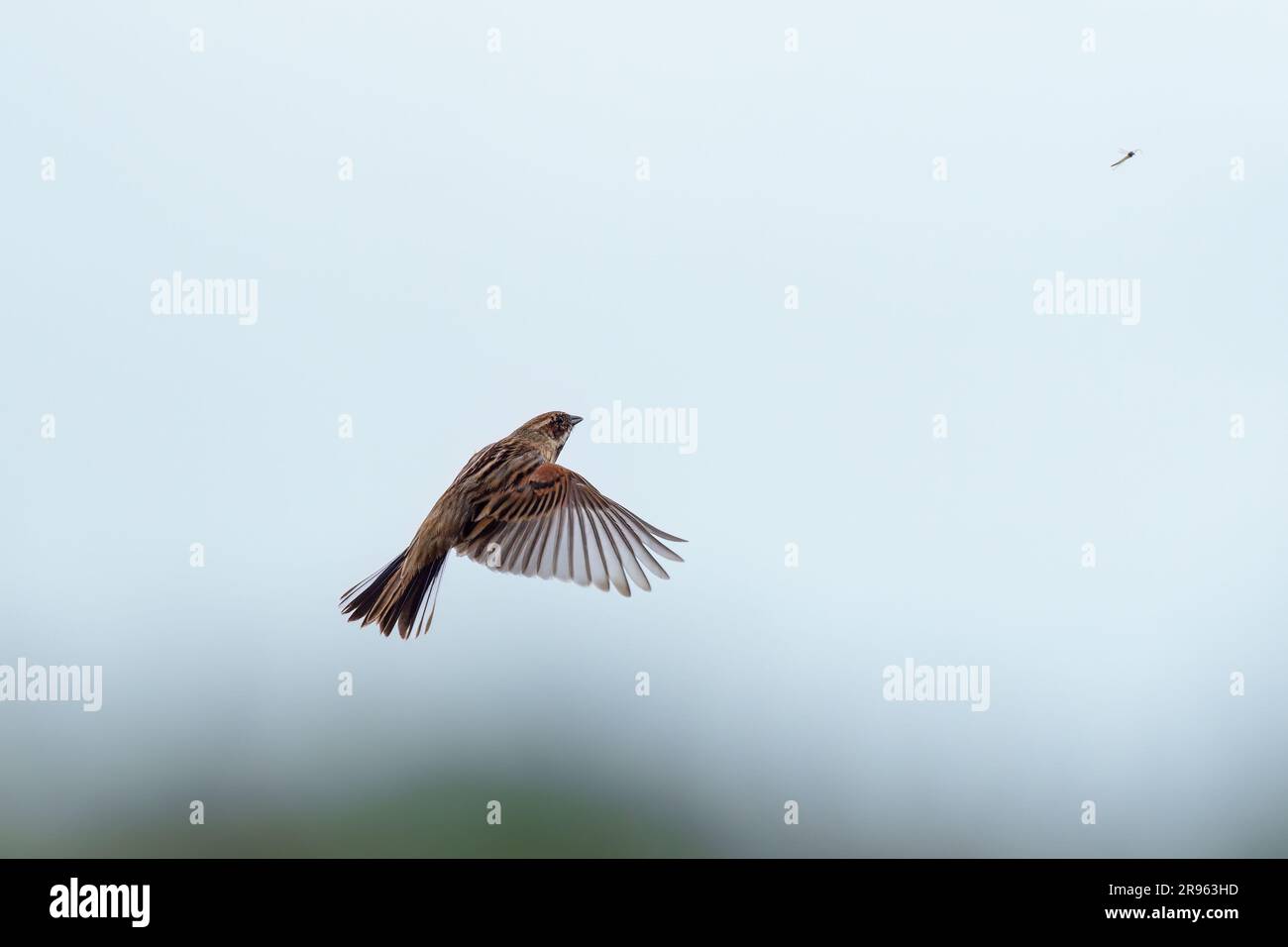 A Common Reed Bunting bird gracefully flies through a clear sky, its ...