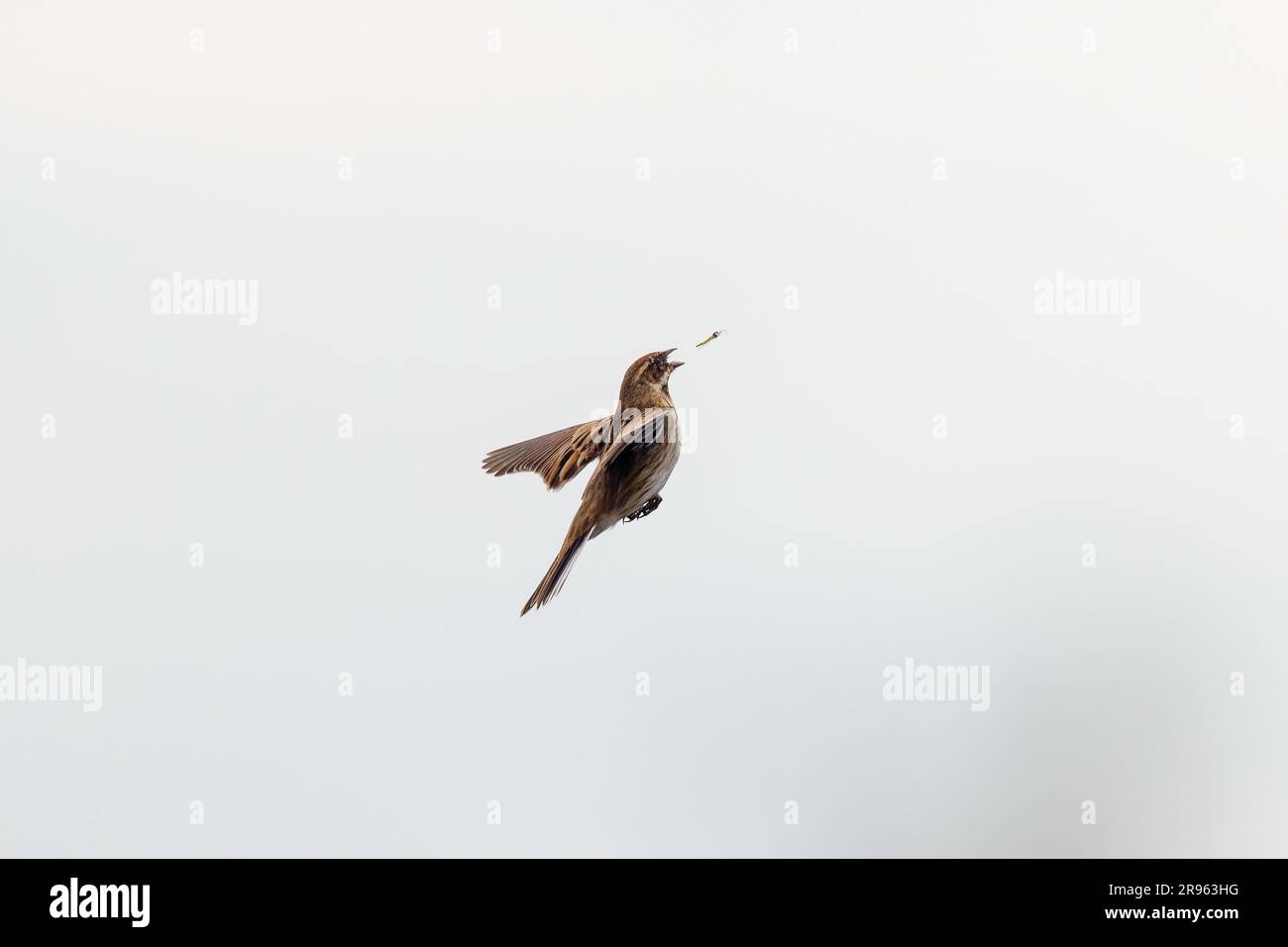 A Common Reed Bunting bird gracefully flies through a clear sky, its ...