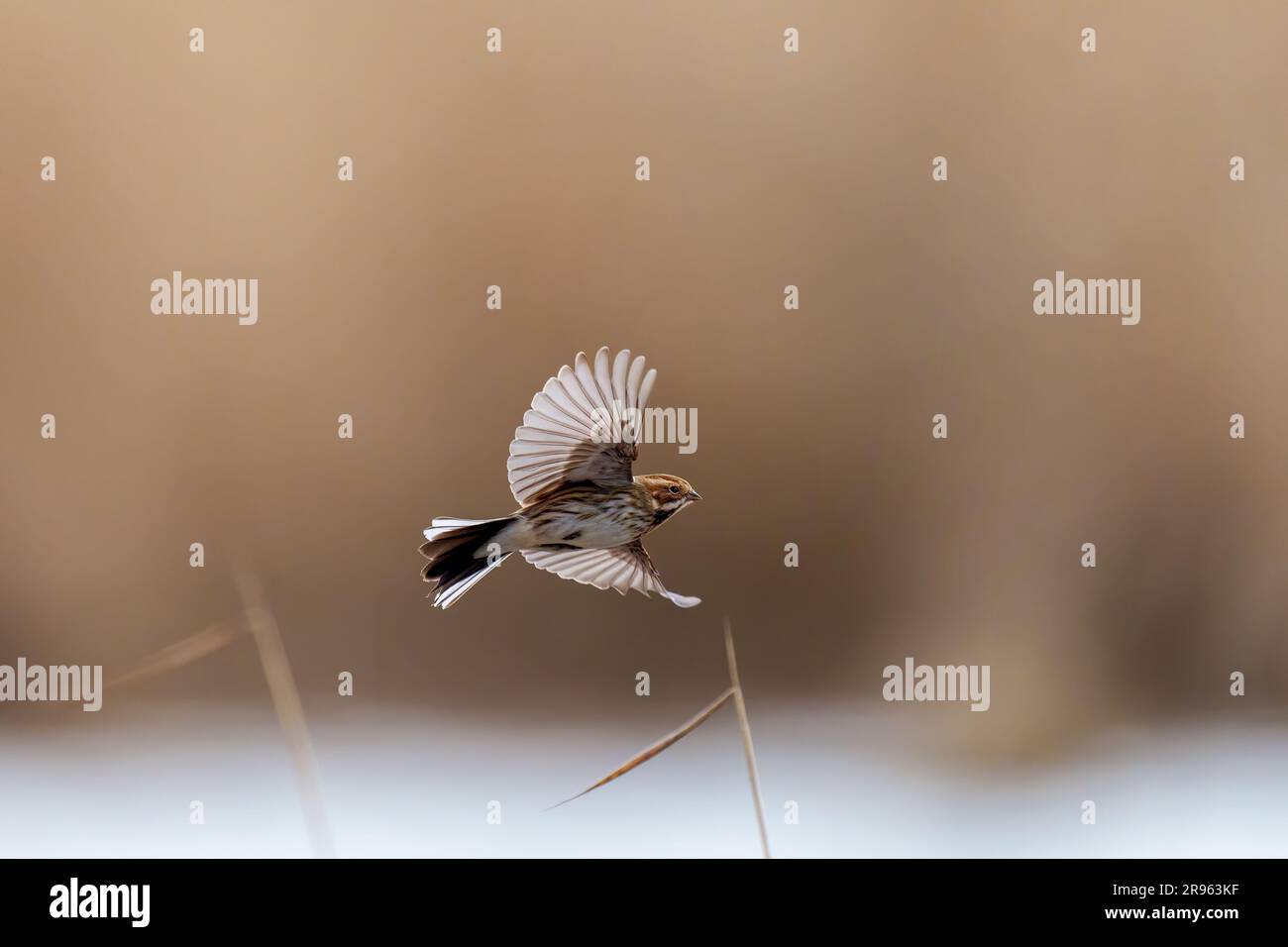 A Common Reed Bunting bird gracefully flies through a clear sky, its ...