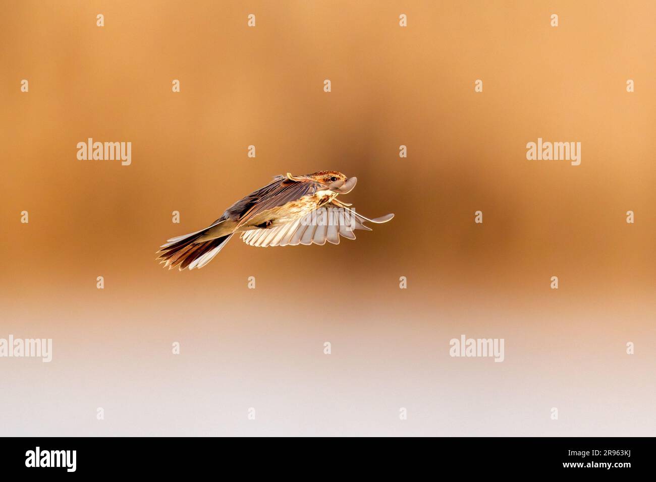 A Common Reed Bunting bird gracefully flies through a clear sky, its ...