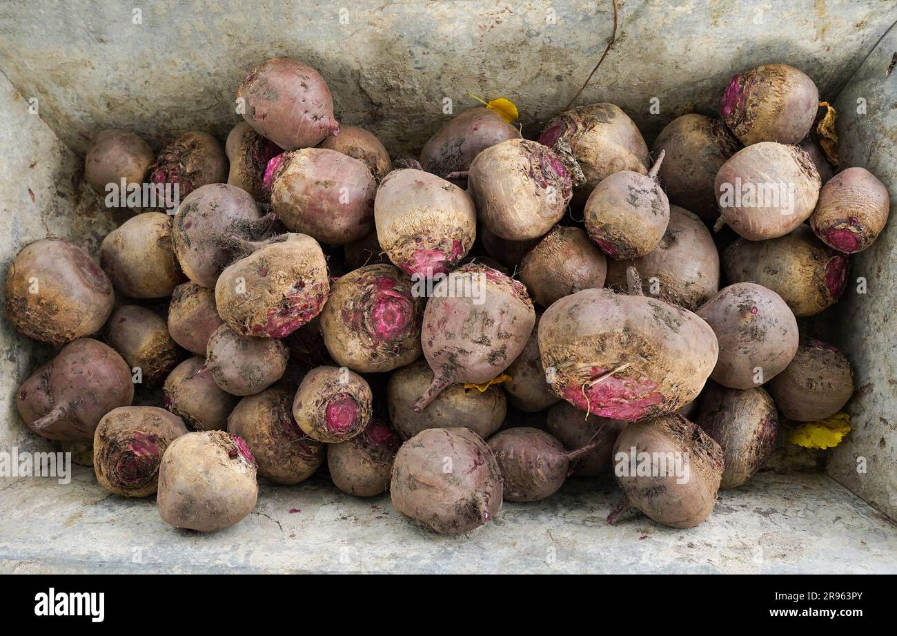 Beetroot border hi-res stock photography and images - Alamy