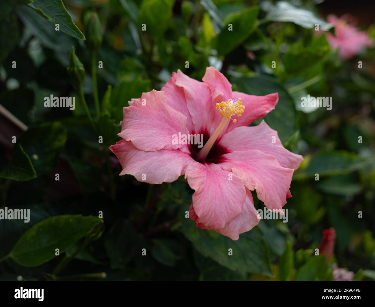 Pink white hibiscus hi-res stock photography and images - Alamy