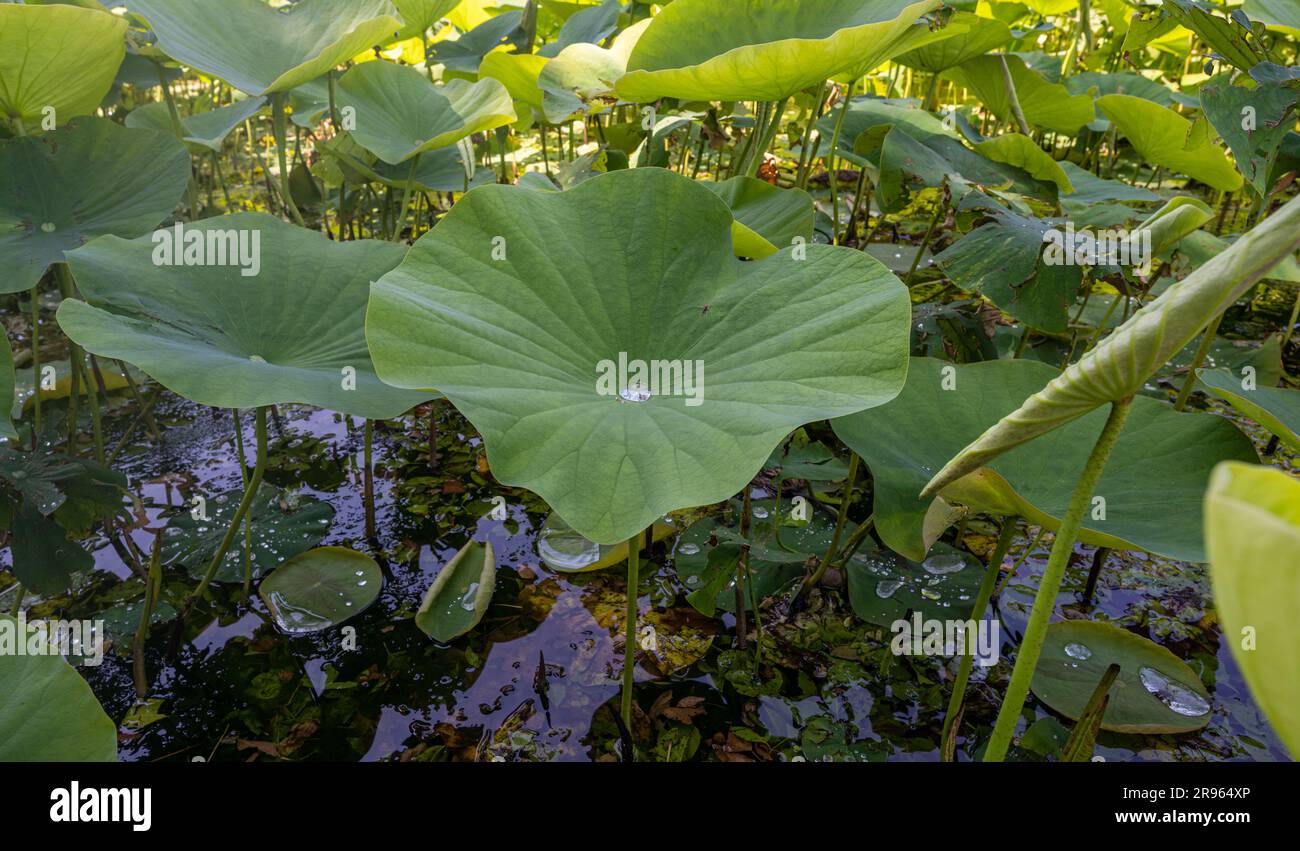 Green lotus leaf - Latin name - Nelumbo nucifera Stock Photo - Alamy