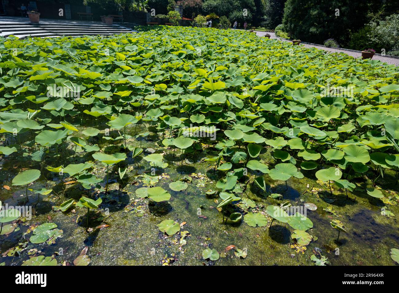 Green lotus leaf - Latin name - Nelumbo nucifera Stock Photo - Alamy