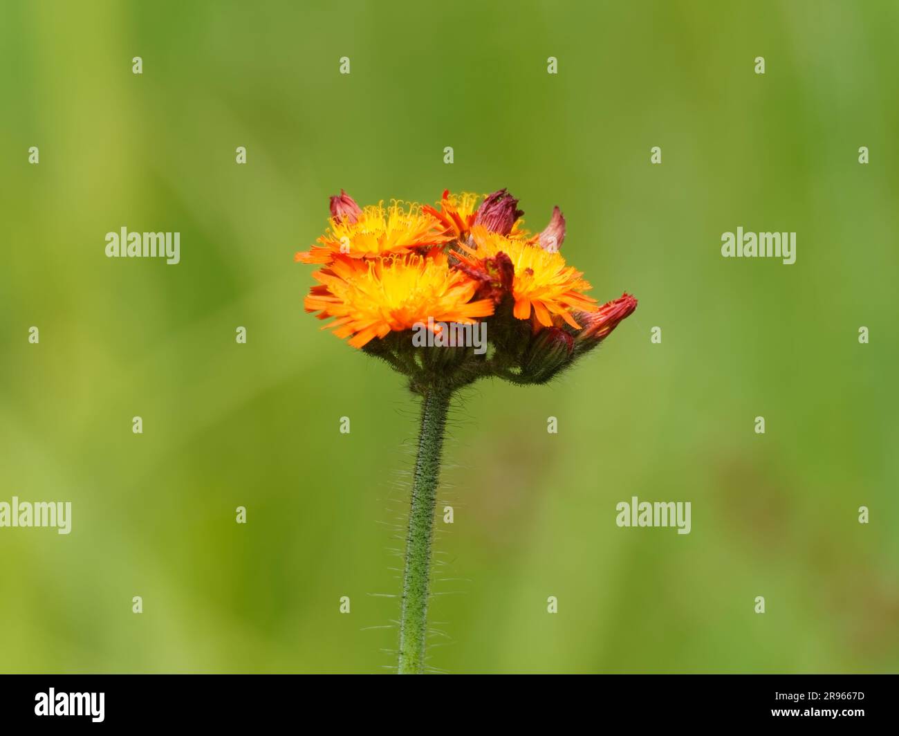 Paintbrush flower hi-res stock photography and images - Alamy