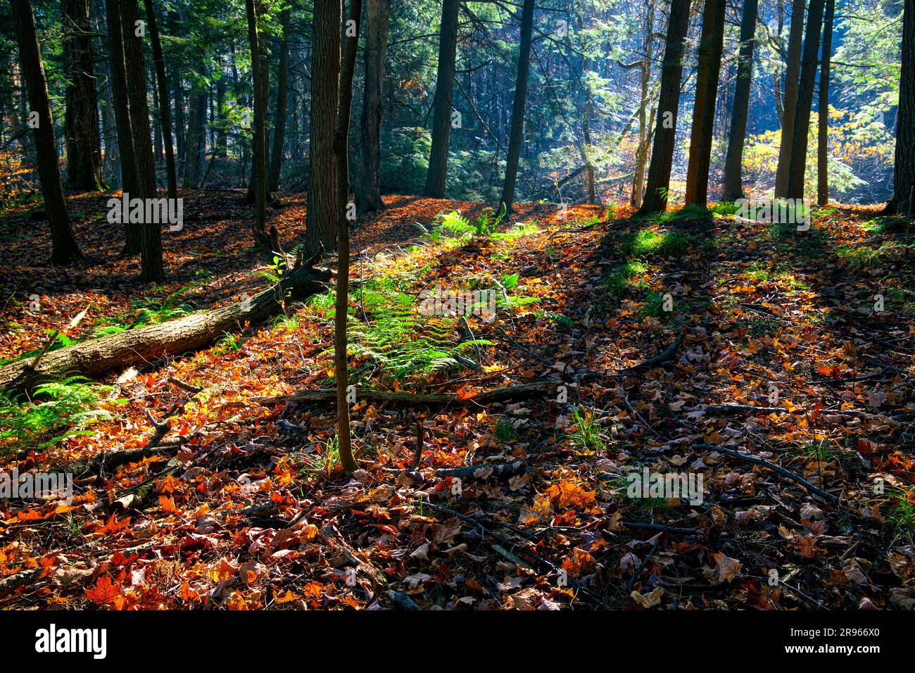 The forest with backlit sunlight in autumn Stock Photo - Alamy