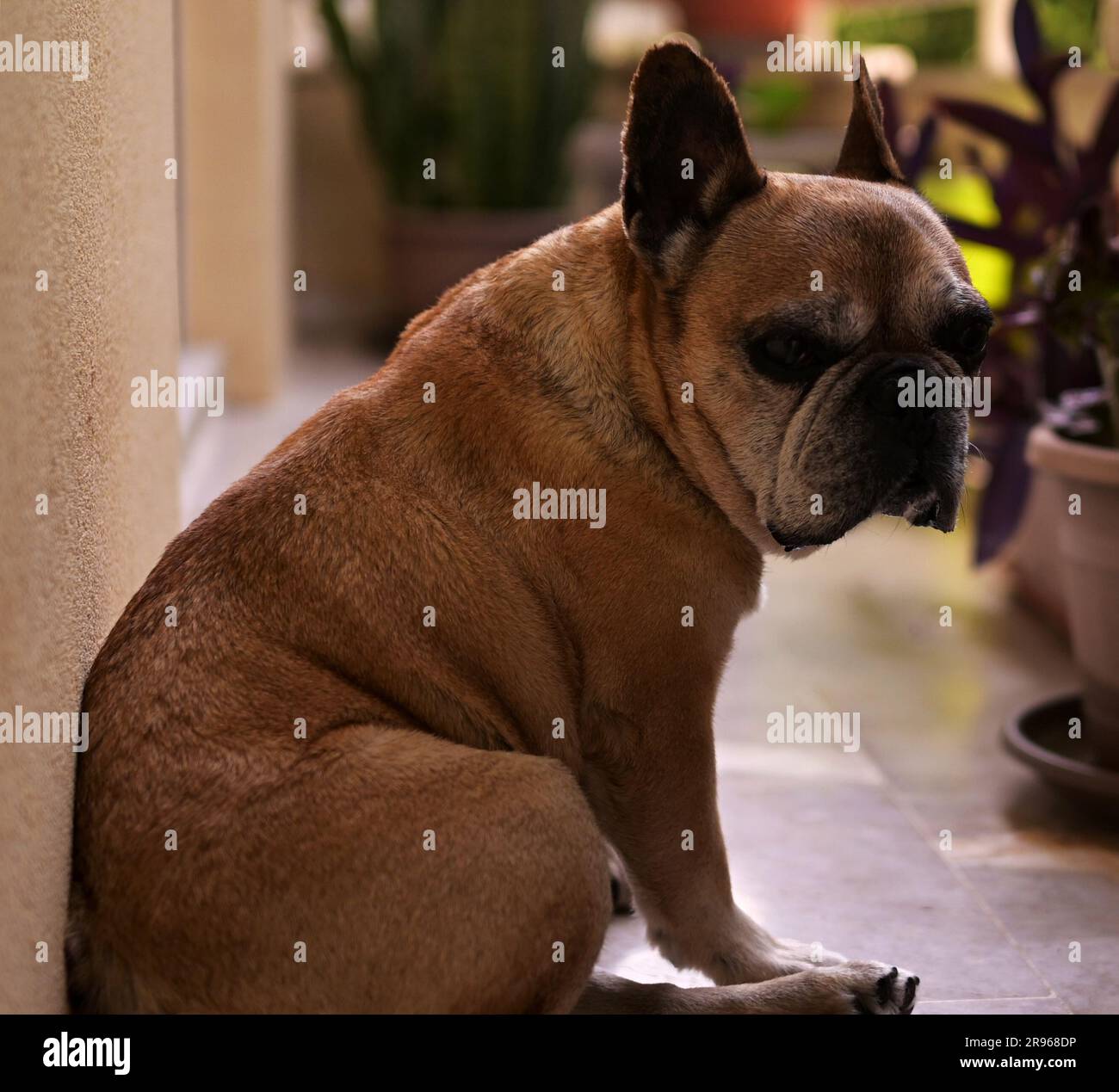 Beige French bulldog sits on the balcony. In the background are pots of ...