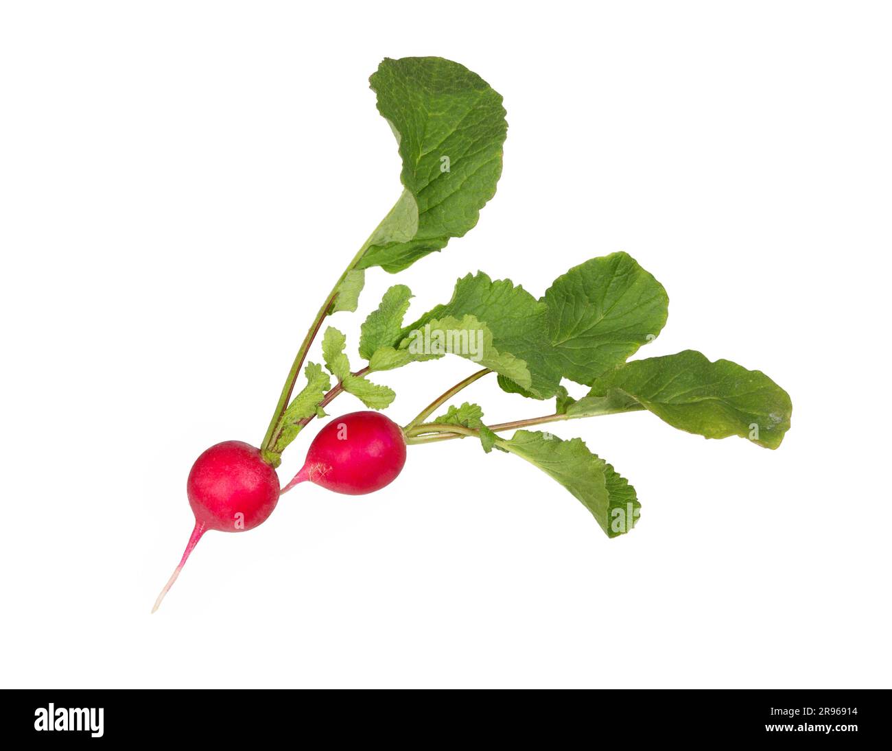 Radish with leaves, isolated on white.background. Radish cut out Stock ...